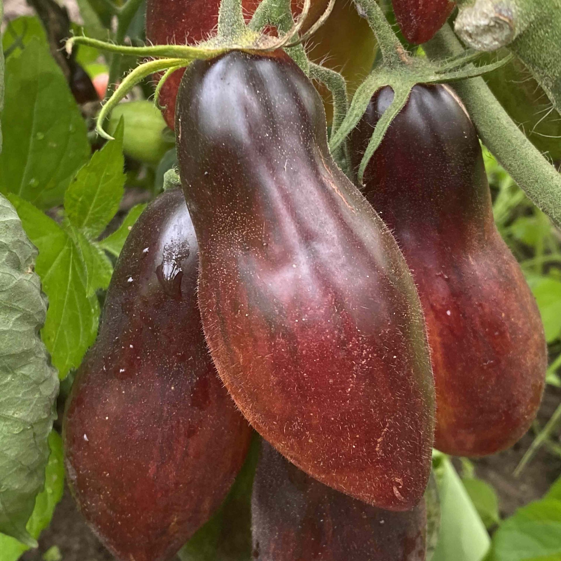 Saatgut / Samen von der Tomate Antho Pink Panther